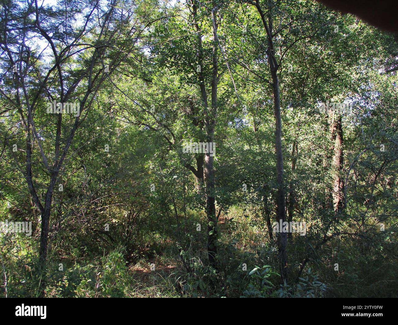 tamboti (Spirostachys africana Stock Photo - Alamy