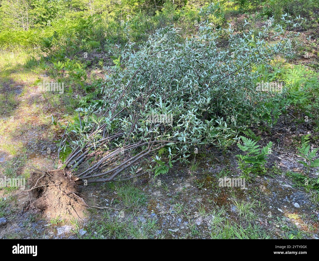 autumn olive (Elaeagnus umbellata Stock Photo - Alamy