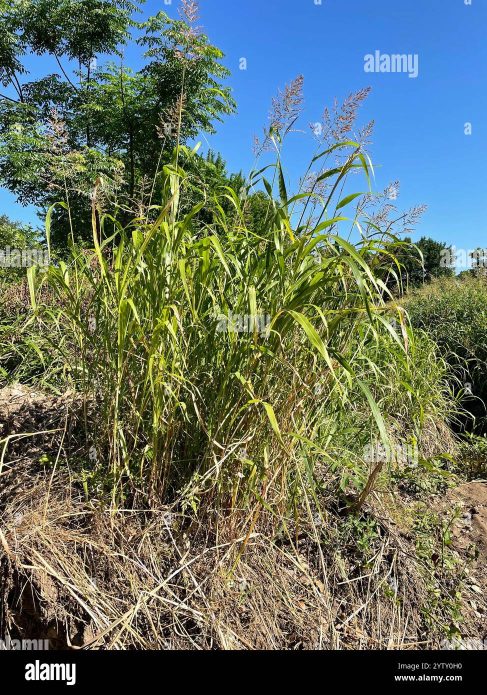 Johnson grass (Sorghum halepense Stock Photo - Alamy