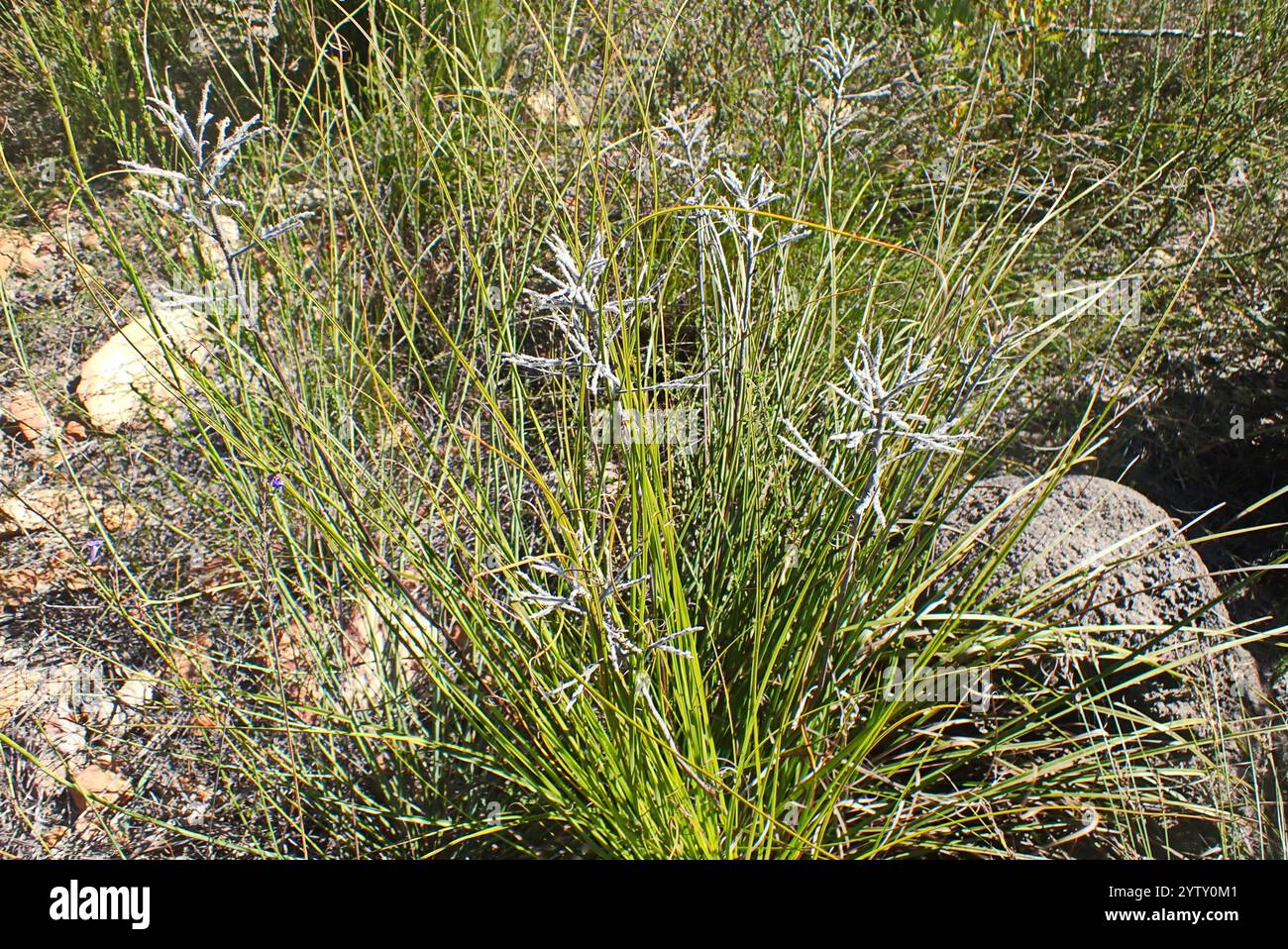 Lambstail (Lanaria lanata Stock Photo - Alamy