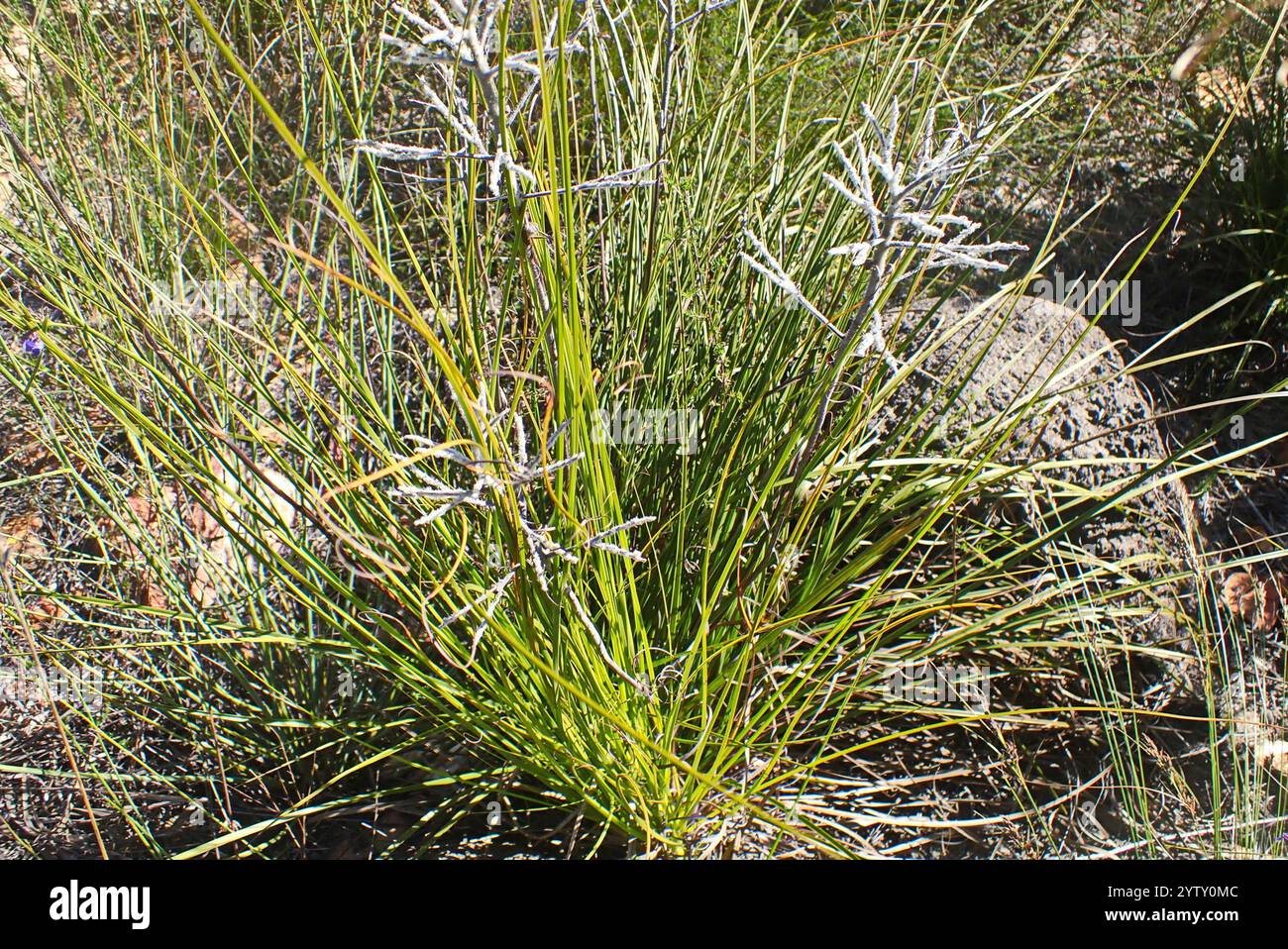 Lambstail (Lanaria lanata Stock Photo - Alamy