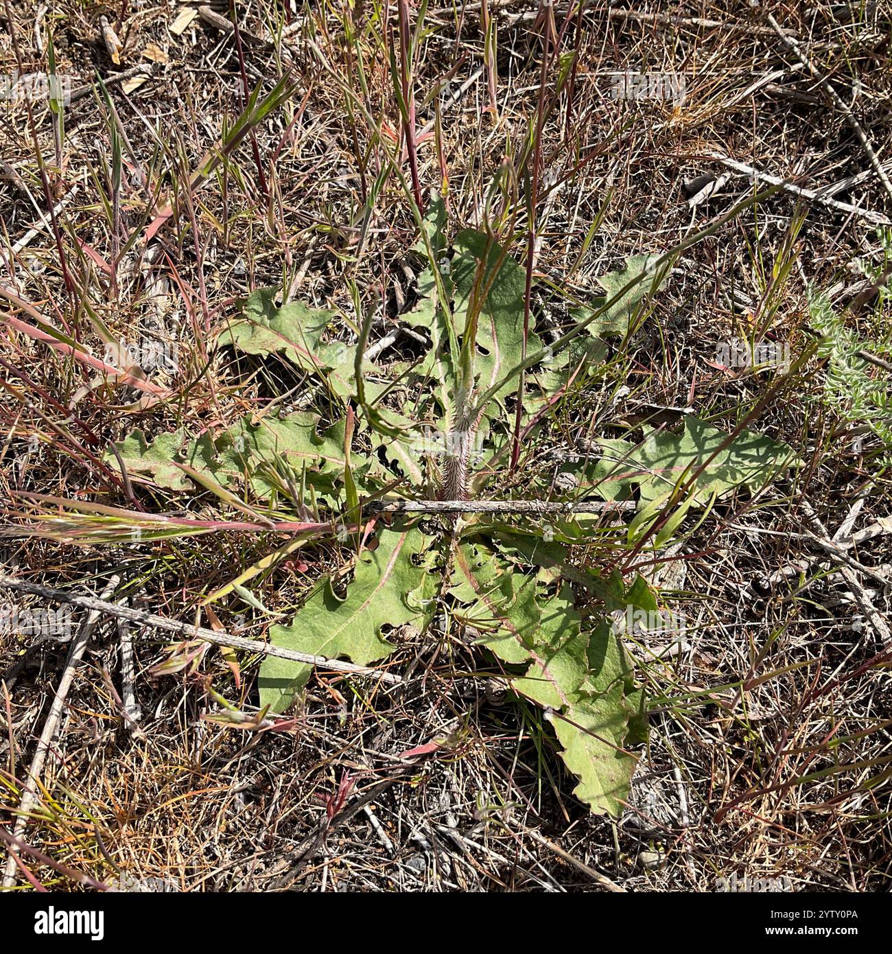 Rush Skeletonweed (Chondrilla juncea Stock Photo - Alamy