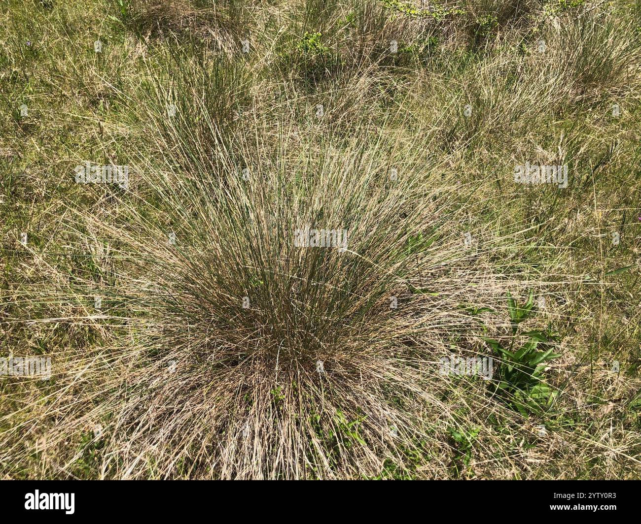 Hairawn Muhly (Muhlenbergia capillaris Stock Photo - Alamy