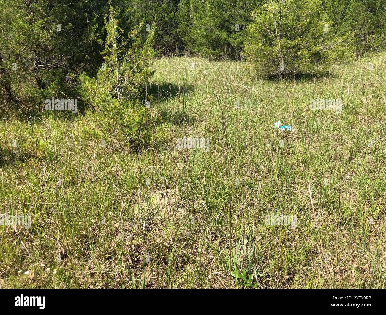 Narrowleaf Vervain (Verbena simplex Stock Photo - Alamy