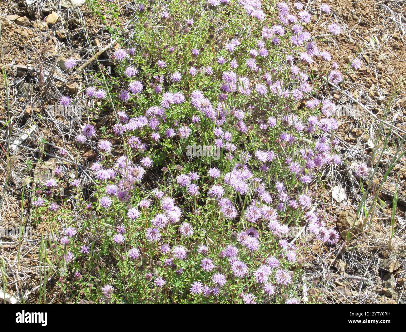Coyote mint hi-res stock photography and images - Alamy