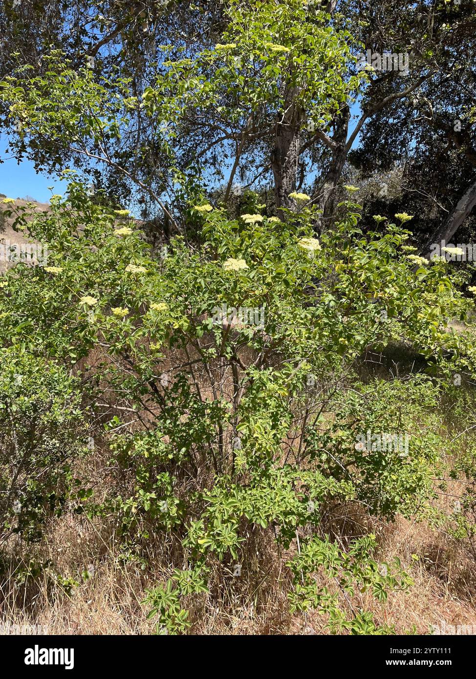 blue elder (Sambucus cerulea Stock Photo - Alamy