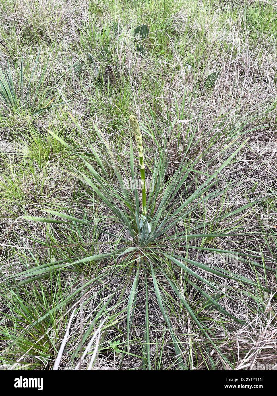 Arkansas Yucca (Yucca arkansana Stock Photo - Alamy