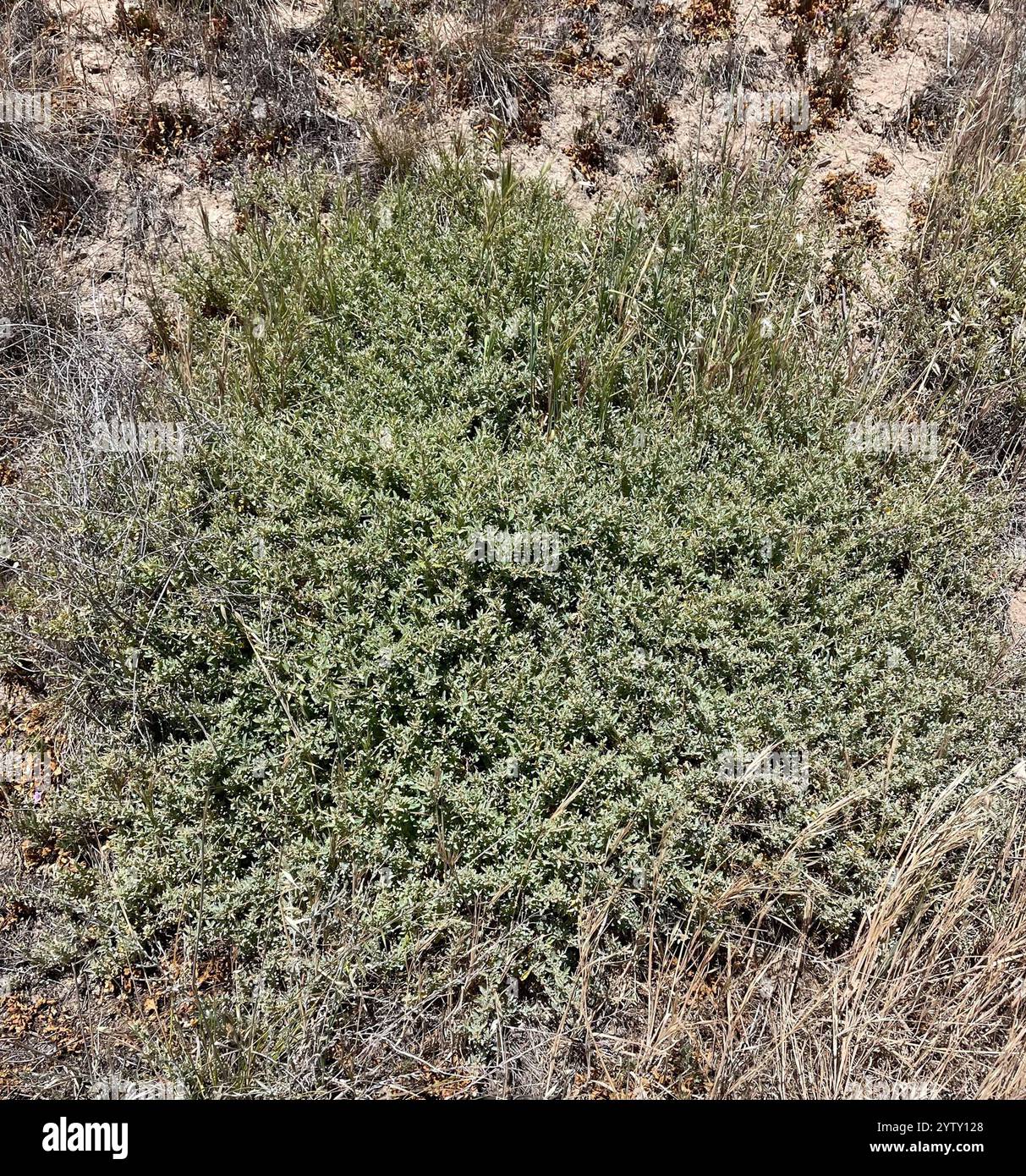 berry saltbush (Atriplex semibaccata Stock Photo - Alamy