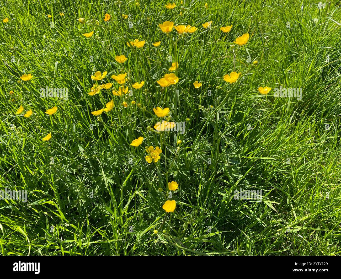 meadow buttercup (Ranunculus acris Stock Photo - Alamy