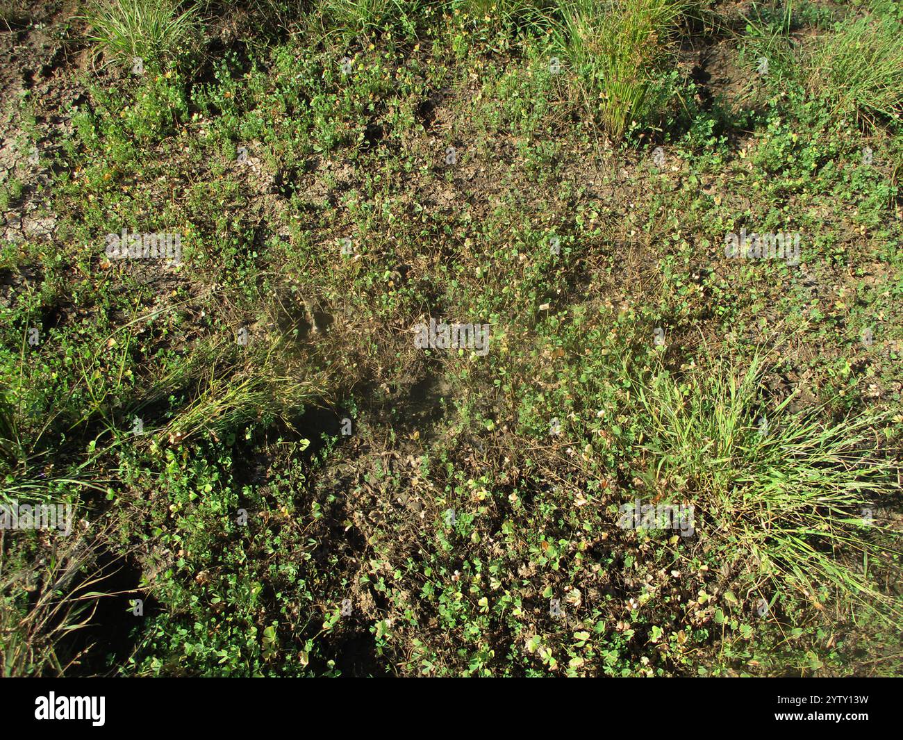 Helicopter Ferns (Marsilea Stock Photo - Alamy