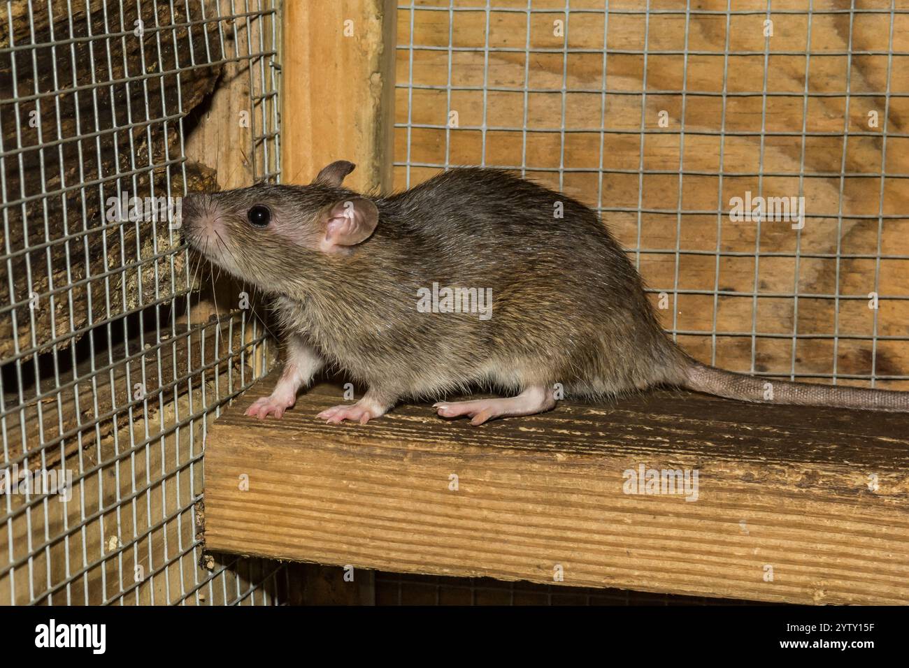 Norway rat hi-res stock photography and images - Alamy