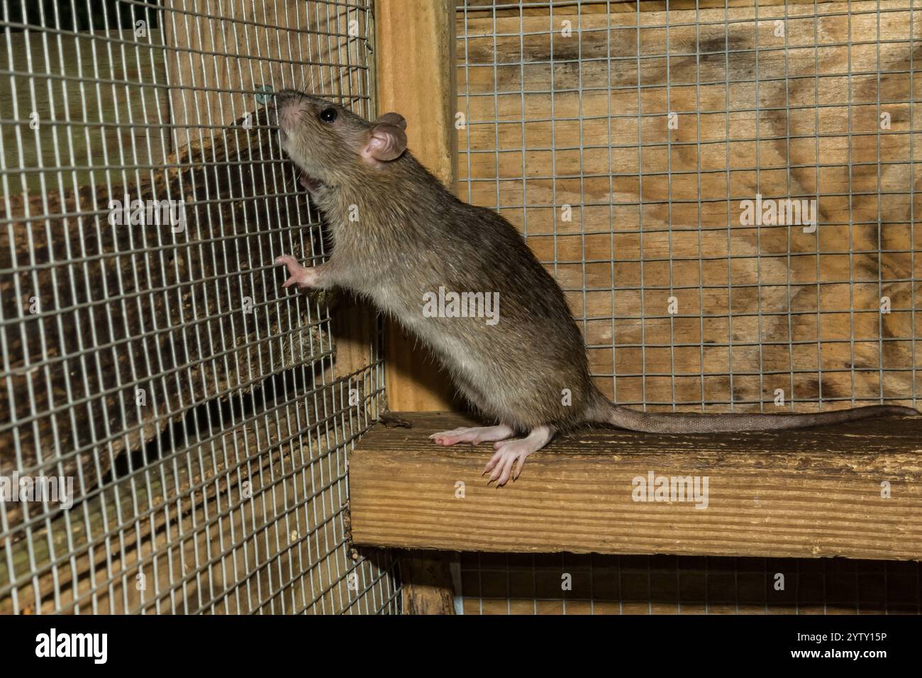 Norway Rat - Rattus norvegicus Stock Photo - Alamy
