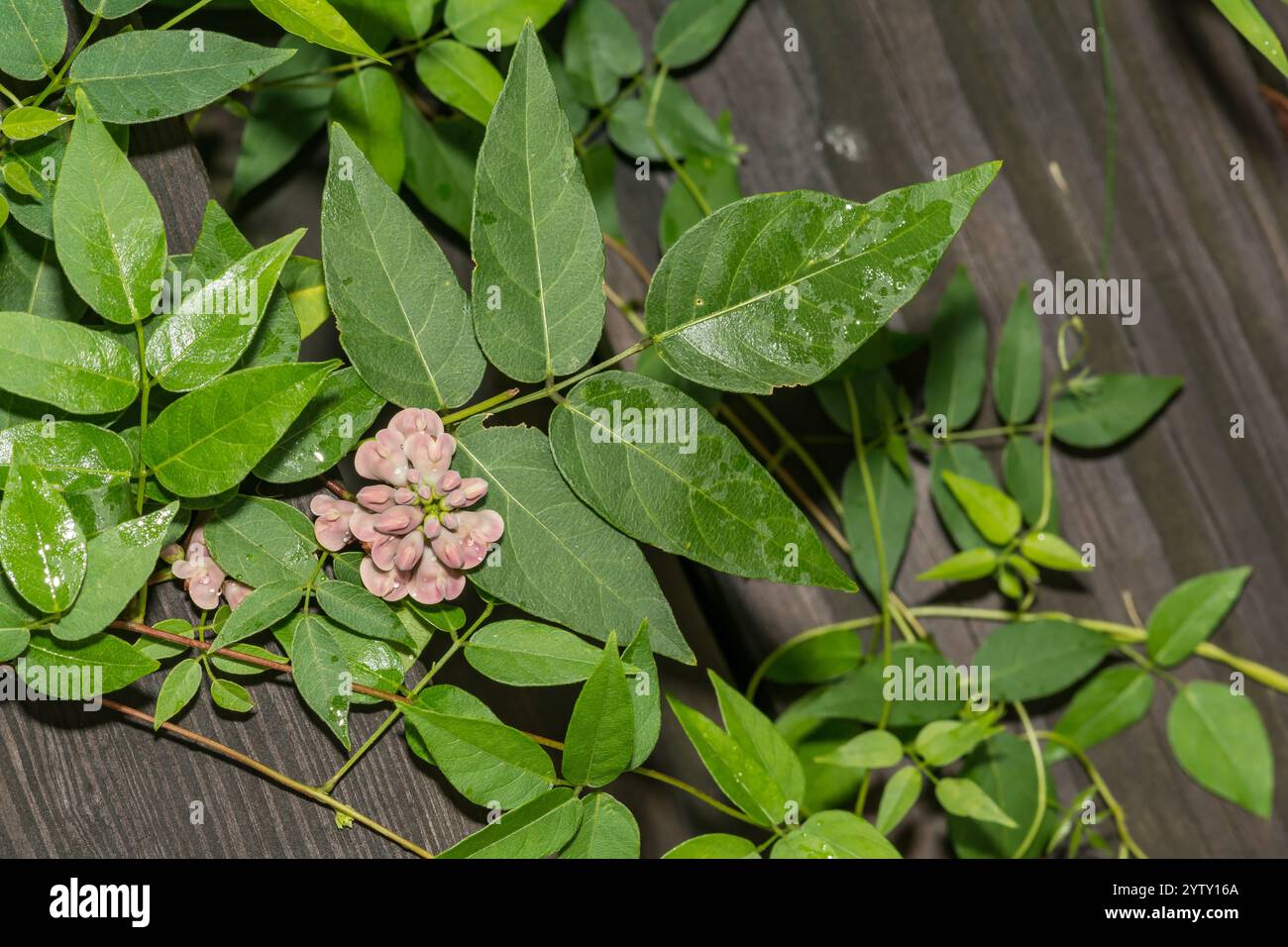 Groundnut plant hi-res stock photography and images - Alamy
