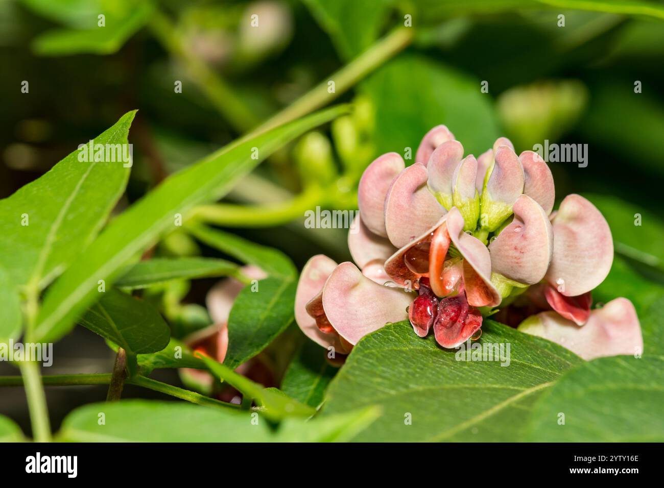 American Groundnut - Apios americana Stock Photo - Alamy