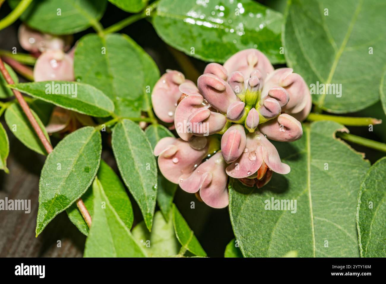 Groundnut plant hi-res stock photography and images - Alamy
