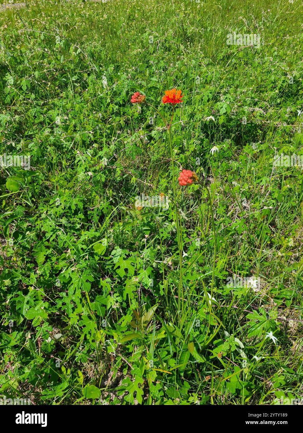 Asclepias lanceolata hi-res stock photography and images - Alamy