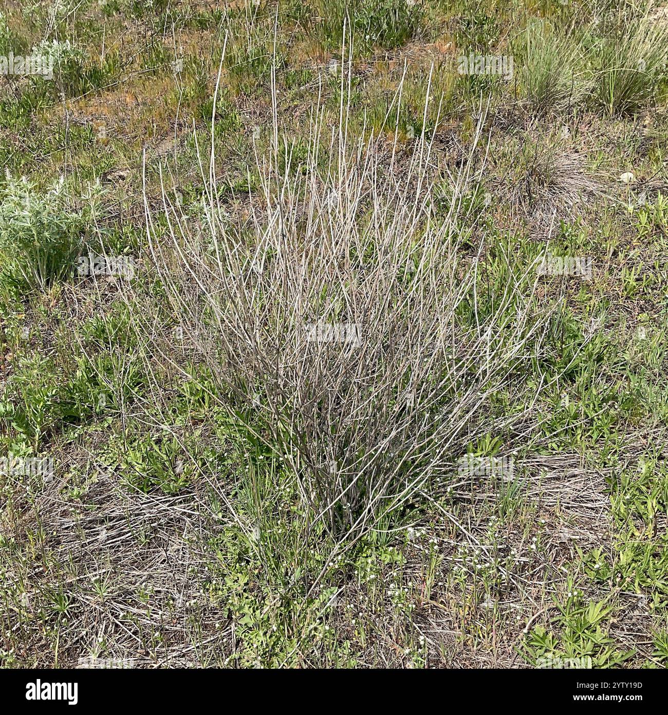 Rush Skeletonweed (Chondrilla juncea Stock Photo - Alamy