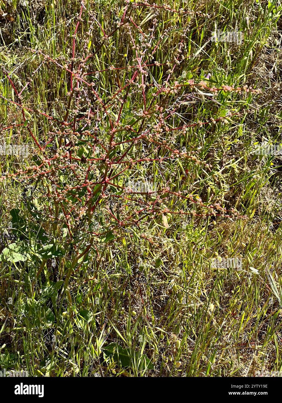 fiddle dock (Rumex pulcher Stock Photo - Alamy