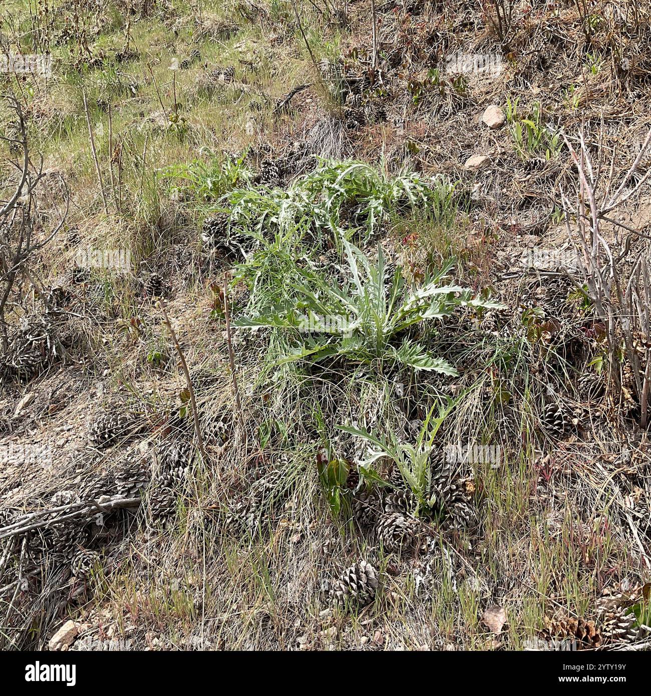 wavyleaf thistle (Cirsium undulatum Stock Photo - Alamy