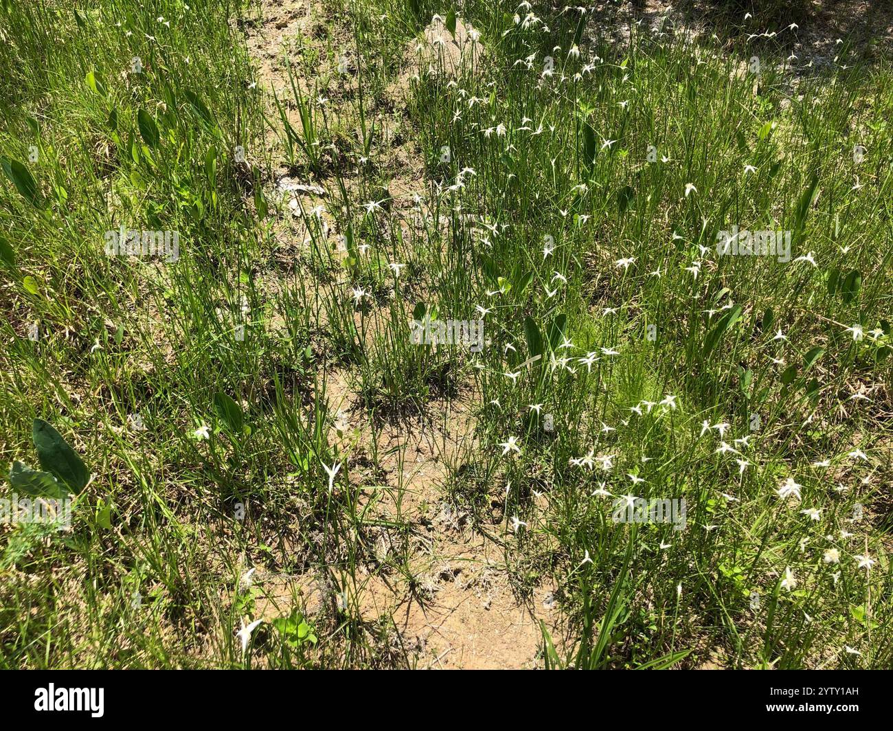 whitetop sedge (Rhynchospora colorata Stock Photo - Alamy