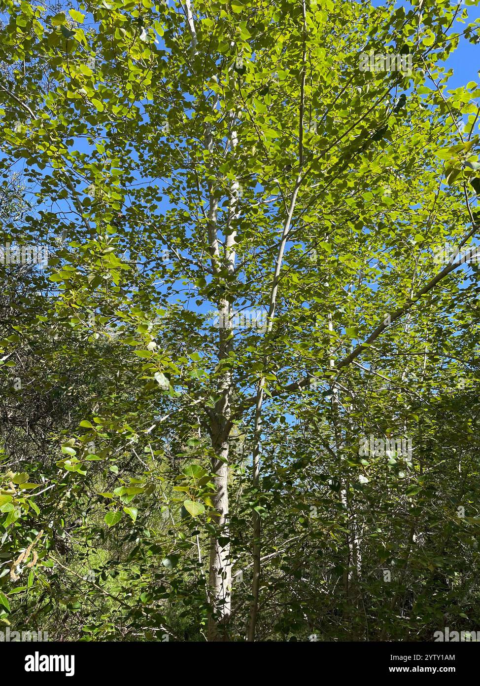 black cottonwood (Populus trichocarpa Stock Photo - Alamy