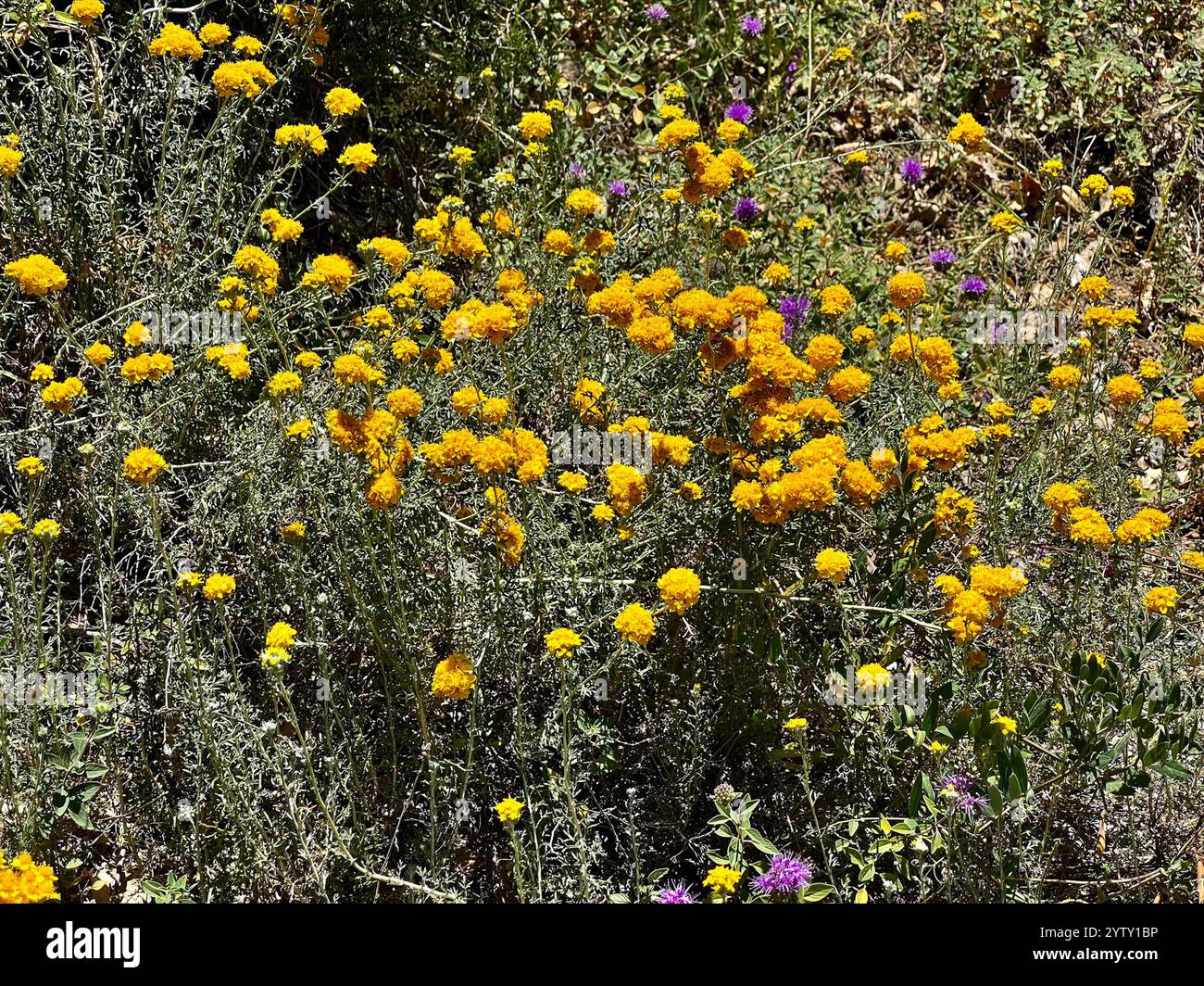 Golden Yarrow (Eriophyllum confertiflorum Stock Photo - Alamy