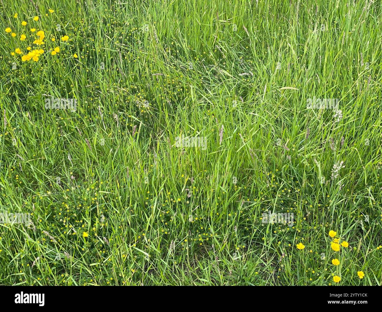 Lesser hop trefoil (Trifolium dubium Stock Photo - Alamy