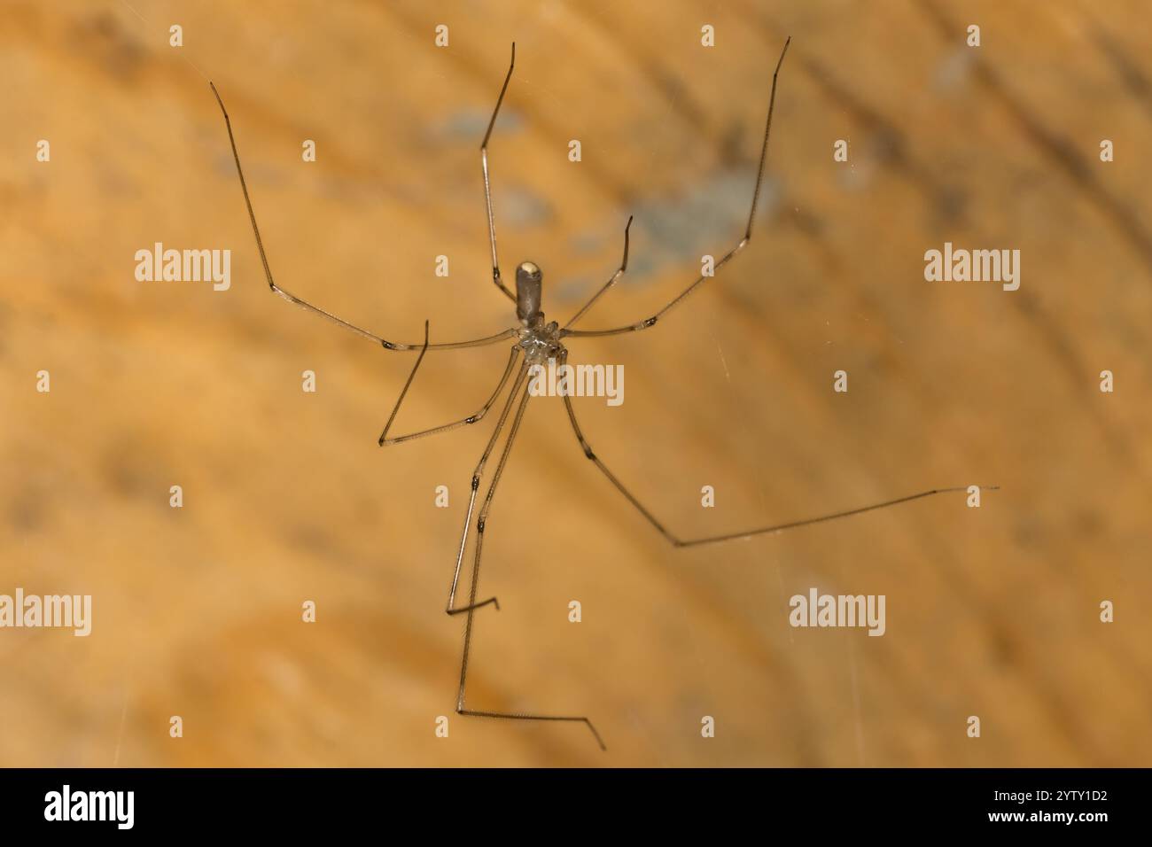 Long Bodied Cellar Spider - Pholcus phalangioides Stock Photo - Alamy