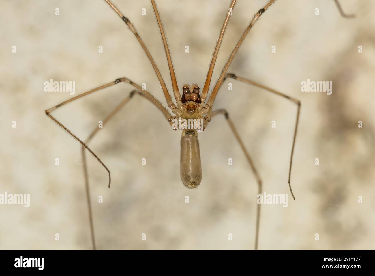 Long Bodied Cellar Spider - Pholcus phalangioides Stock Photo - Alamy