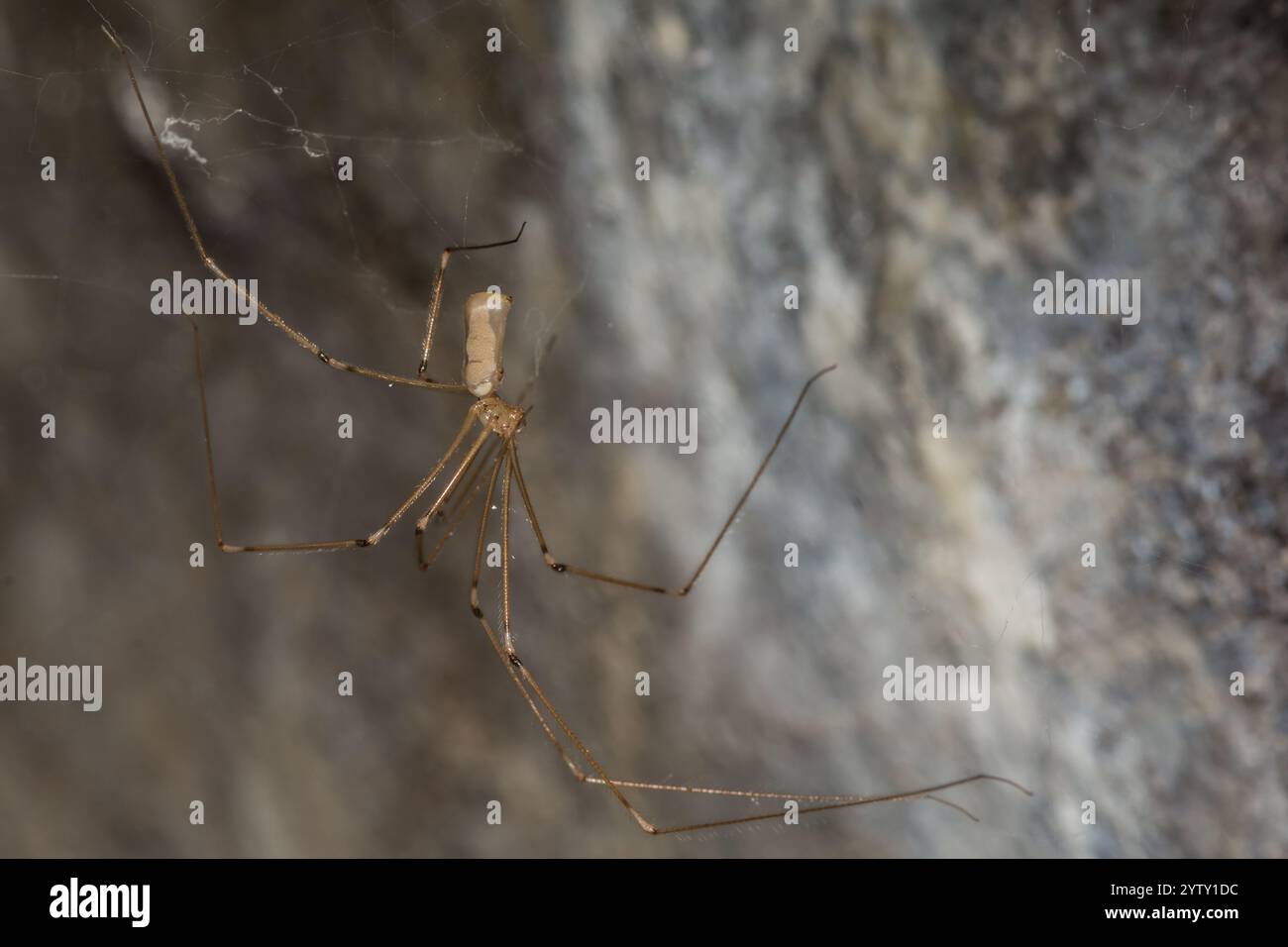 Long Bodied Cellar Spider - Pholcus phalangioides Stock Photo - Alamy
