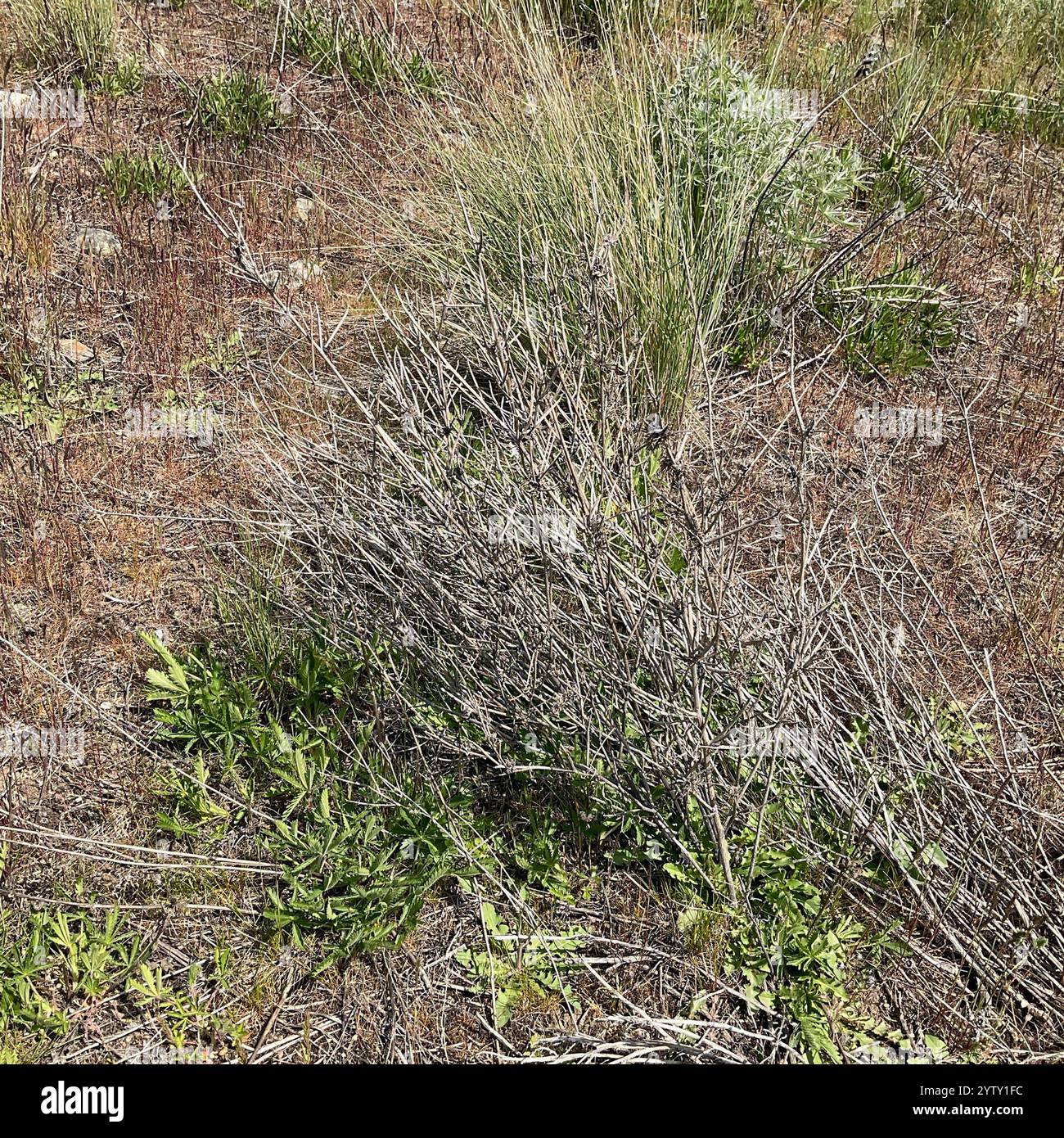 Rush Skeletonweed (Chondrilla juncea Stock Photo - Alamy