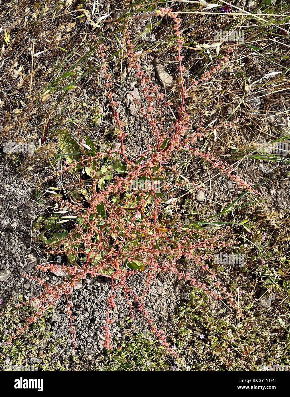 fiddle dock (Rumex pulcher Stock Photo - Alamy