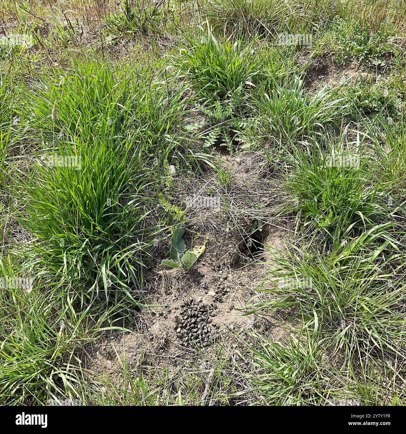 Northern Pocket Gopher (Thomomys talpoides Stock Photo - Alamy