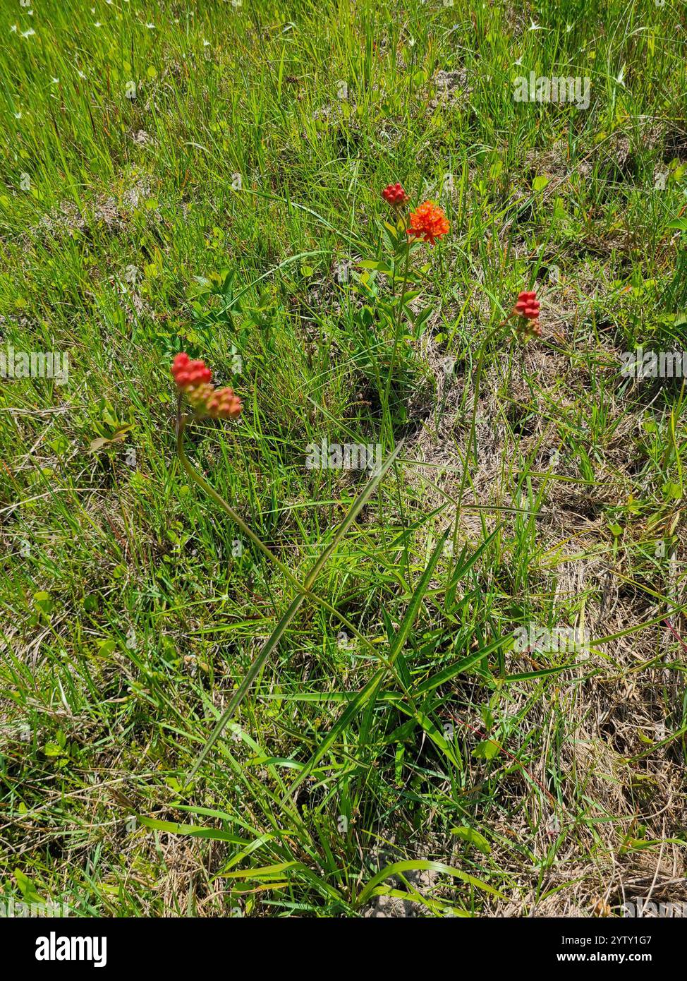 fewflower milkweed (Asclepias lanceolata Stock Photo - Alamy