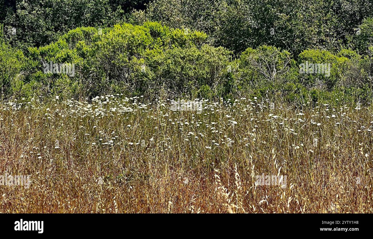 common yarrow (Achillea millefolium Stock Photo - Alamy