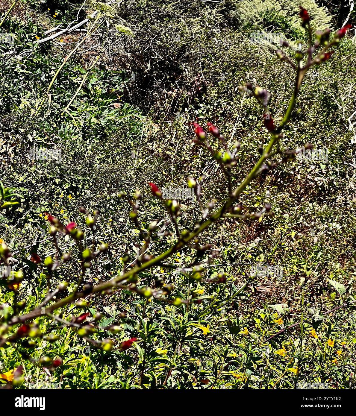 California beeplant (Scrophularia californica Stock Photo - Alamy