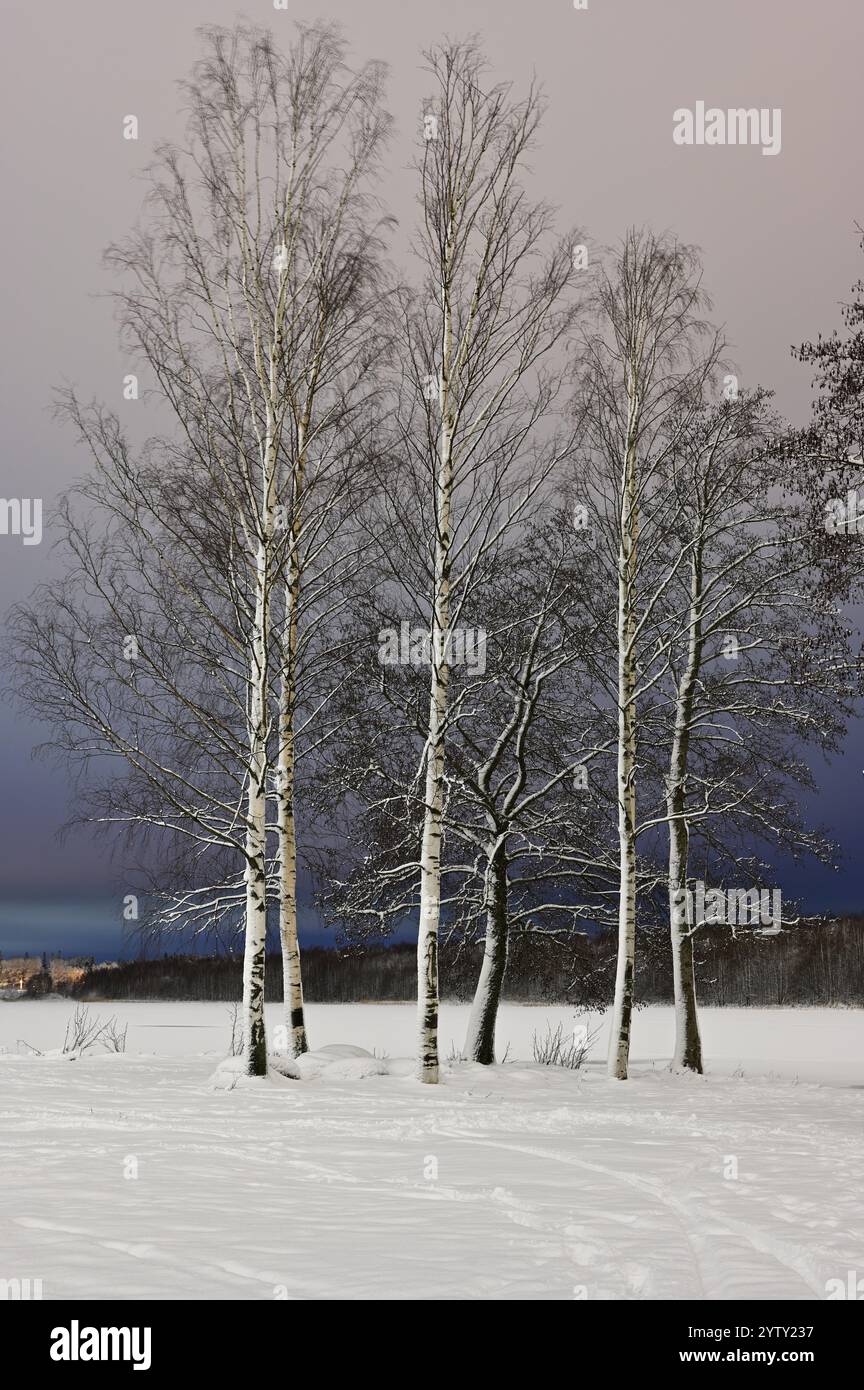 Tall trees dusted hi-res stock photography and images - Alamy