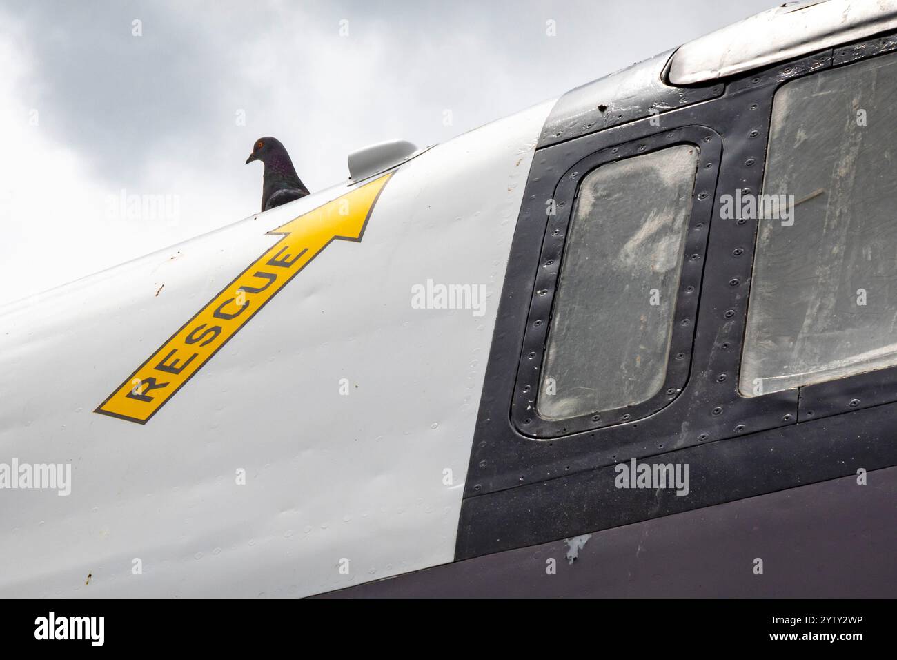 Pueblo, Colorado - A pigeon, perhaps awaiting rescue, atop the Lockheed ...