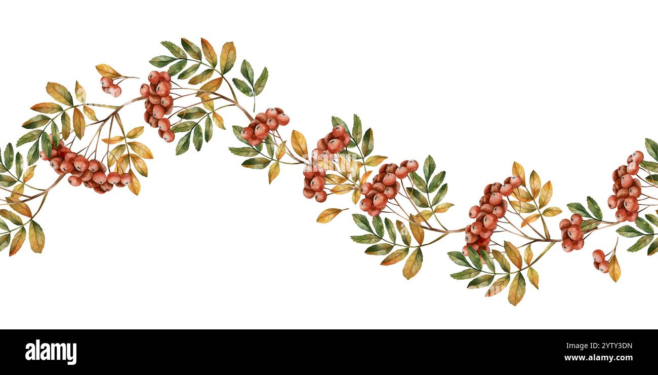 Rowan branch with ripe red berries and leaves. Rowanberry Seamless ...