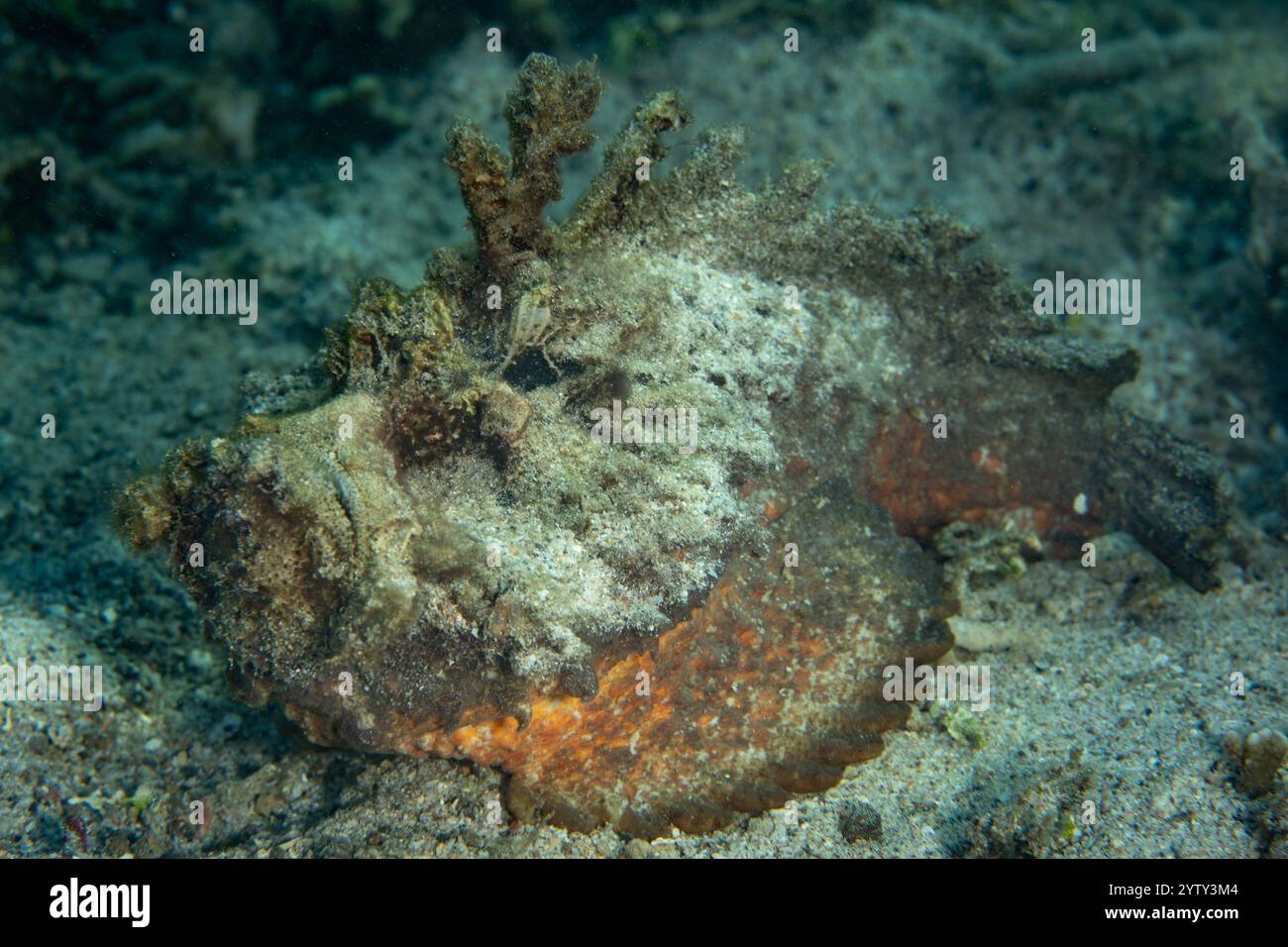 A well-camouflaged Horrid stonefish, Synanceia horrida, also known as ...