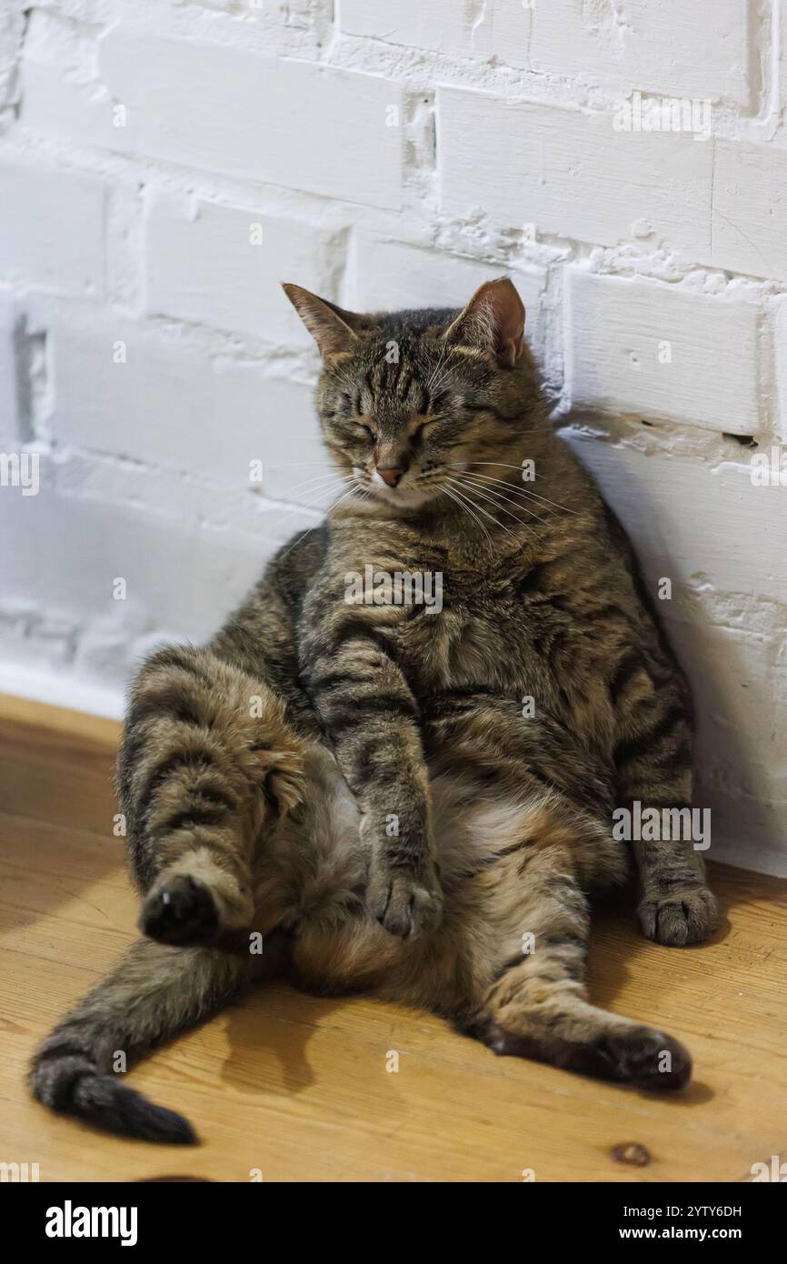 Cat sitting like a human, showcasing its quirky personality and ...