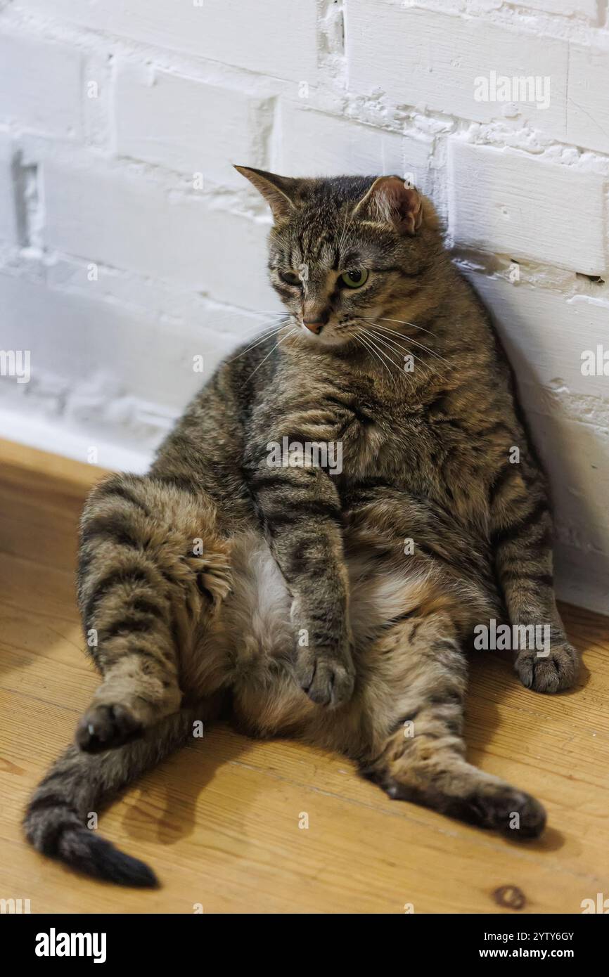 Cat sitting like a human meme tiktok hi-res stock photography and ...