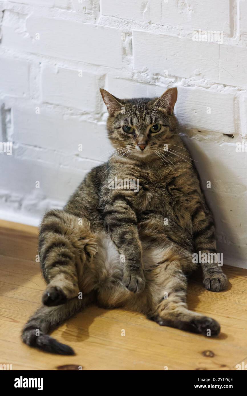 Cat sitting like a human meme instagram hi-res stock photography and ...