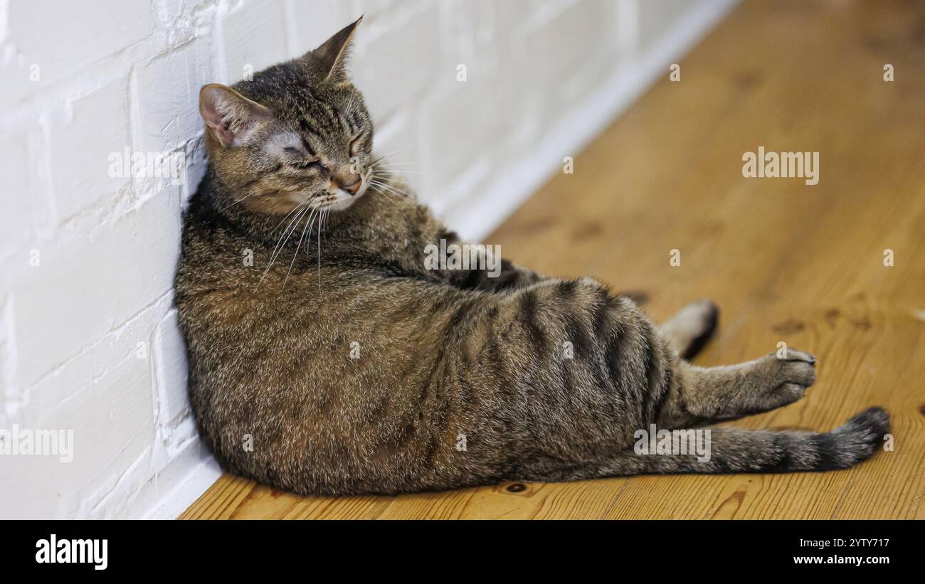 Cat sitting like a human meme instagram hi-res stock photography and ...