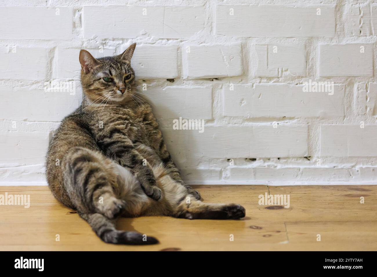 Cat sitting like a human meme template hi-res stock photography and ...