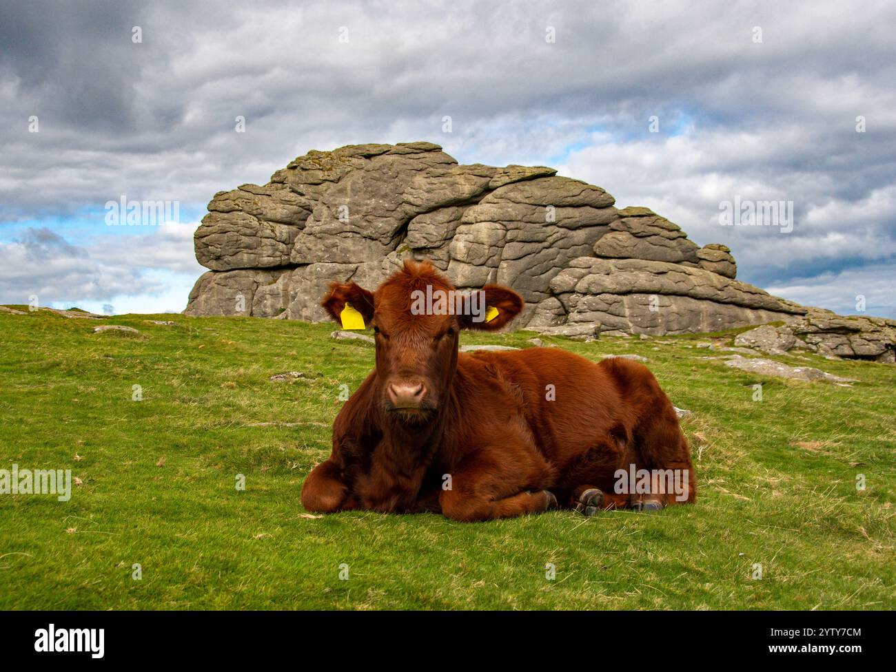 Haytor rock on Dartmoor in England. Haytor rock with a cow sat the the ...