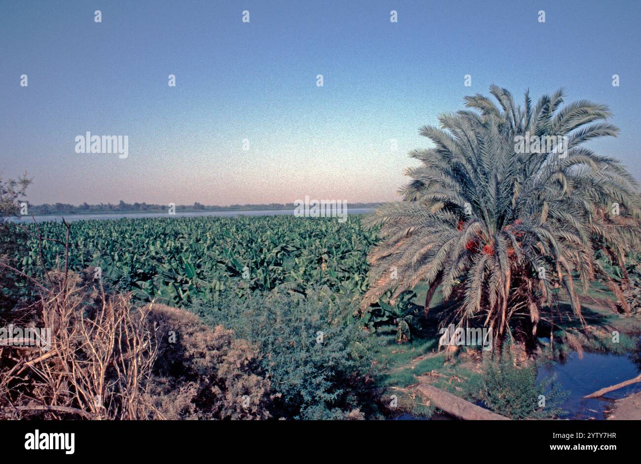 Banana plantation near Ed-Deir, palm tree, River Nile, Nile Valley ...