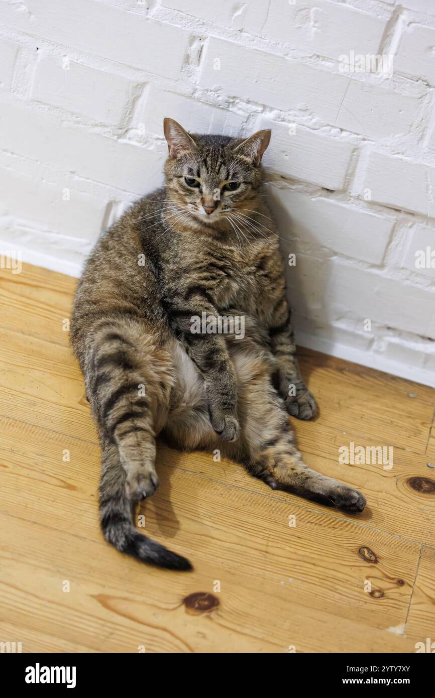 Cat sitting like a human gif hi-res stock photography and images - Alamy