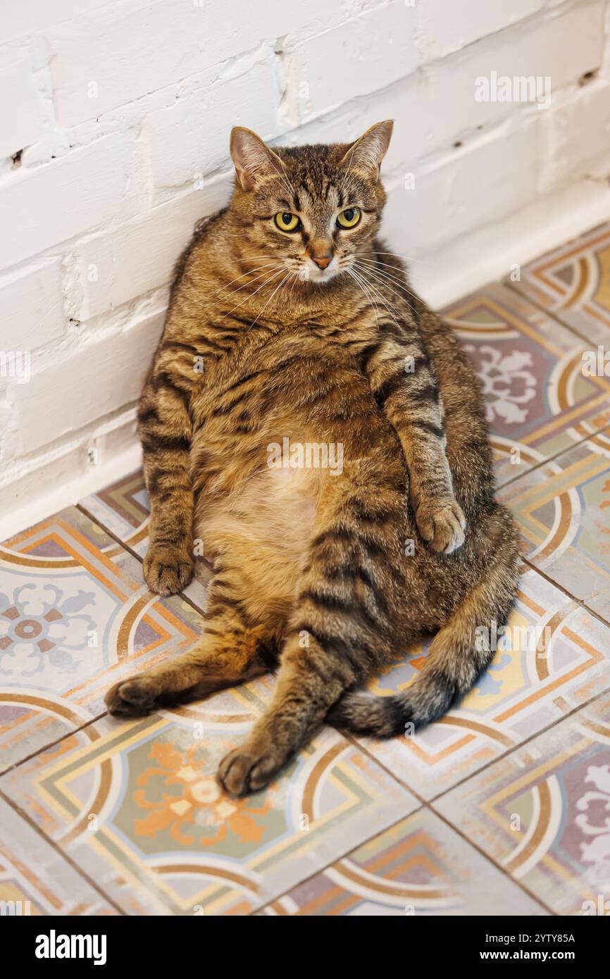 Cat sitting like a human meme tiktok hi-res stock photography and ...
