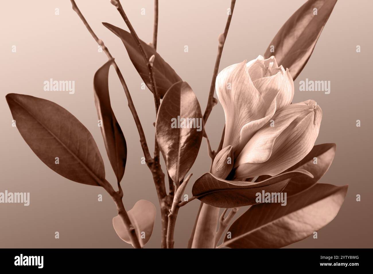 Stylish spring bouquet with branches and leaves of magnolia and ...